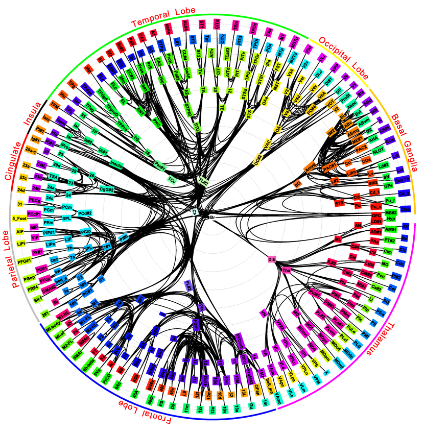 SpicyNodes Blog: Mapping the brain at IBM